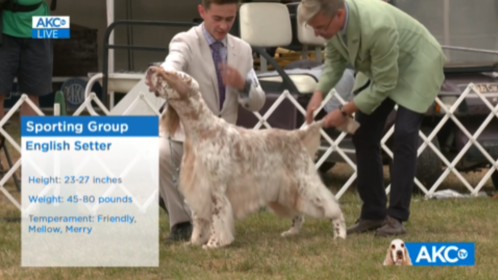 Sporting Group | AKC.tv