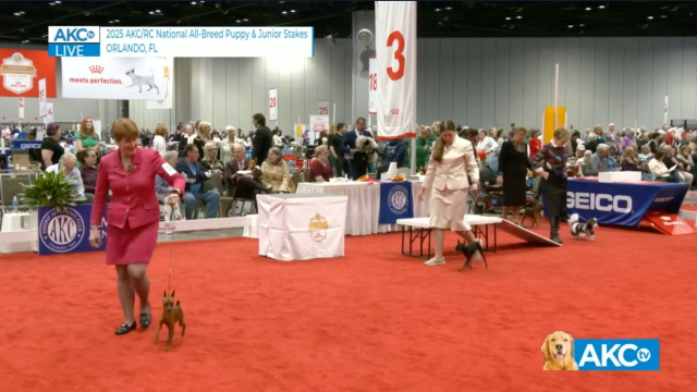 Hound Group | AKC.tv