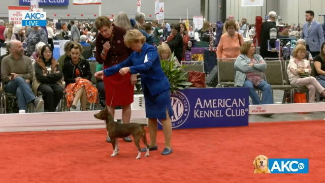 Terrier Group | AKC.tv