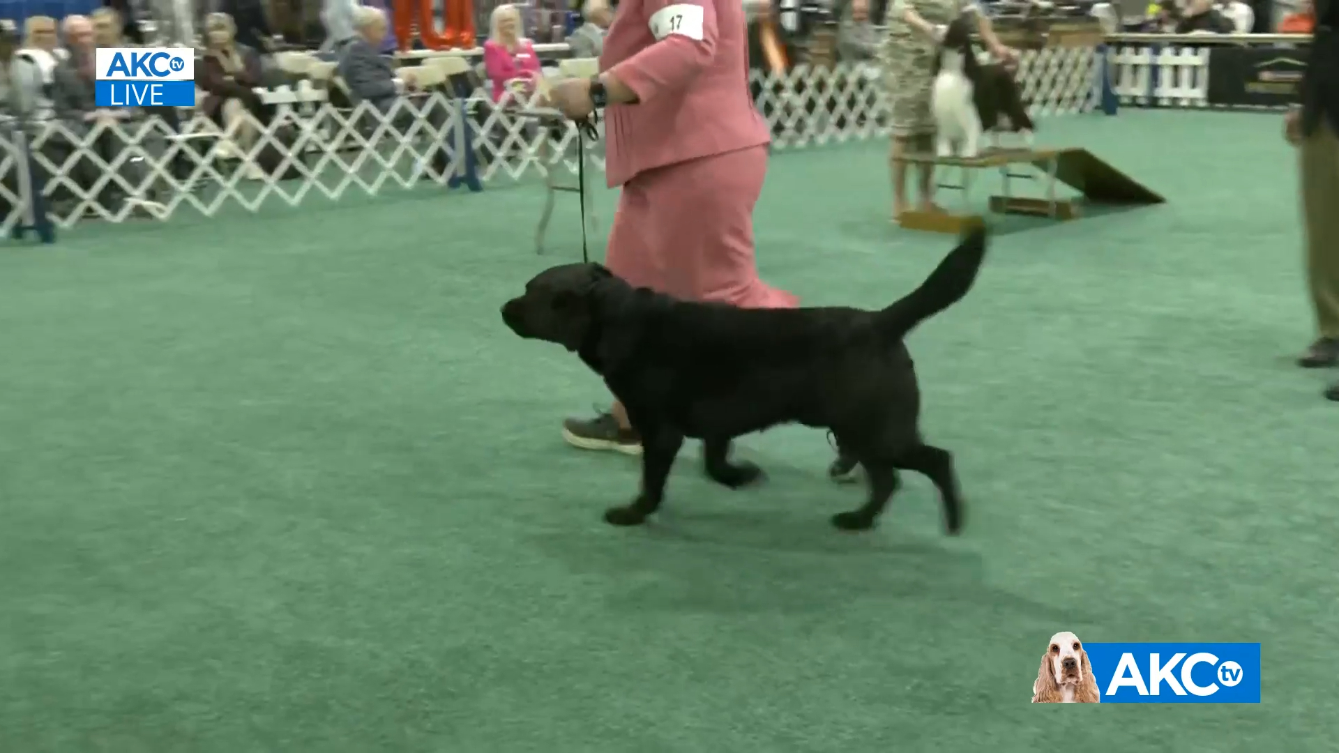Hound Group | AKC.tv