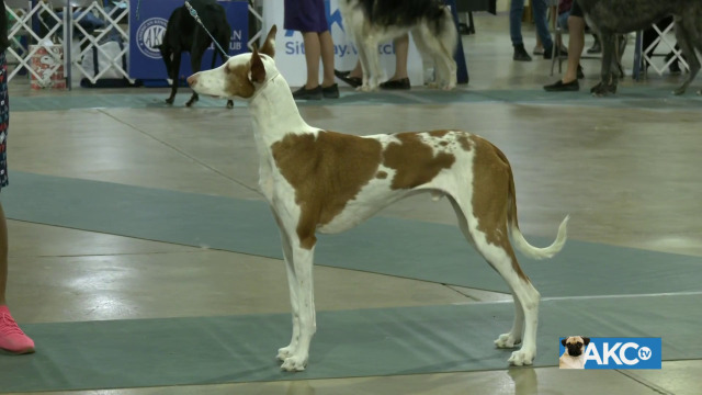 Sporting Group | AKC.tv