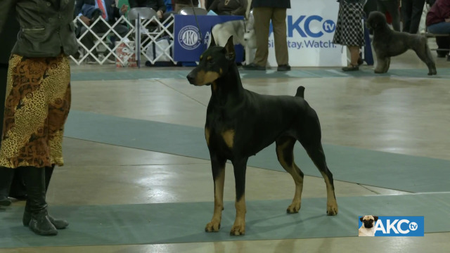Sporting Group | AKC.tv