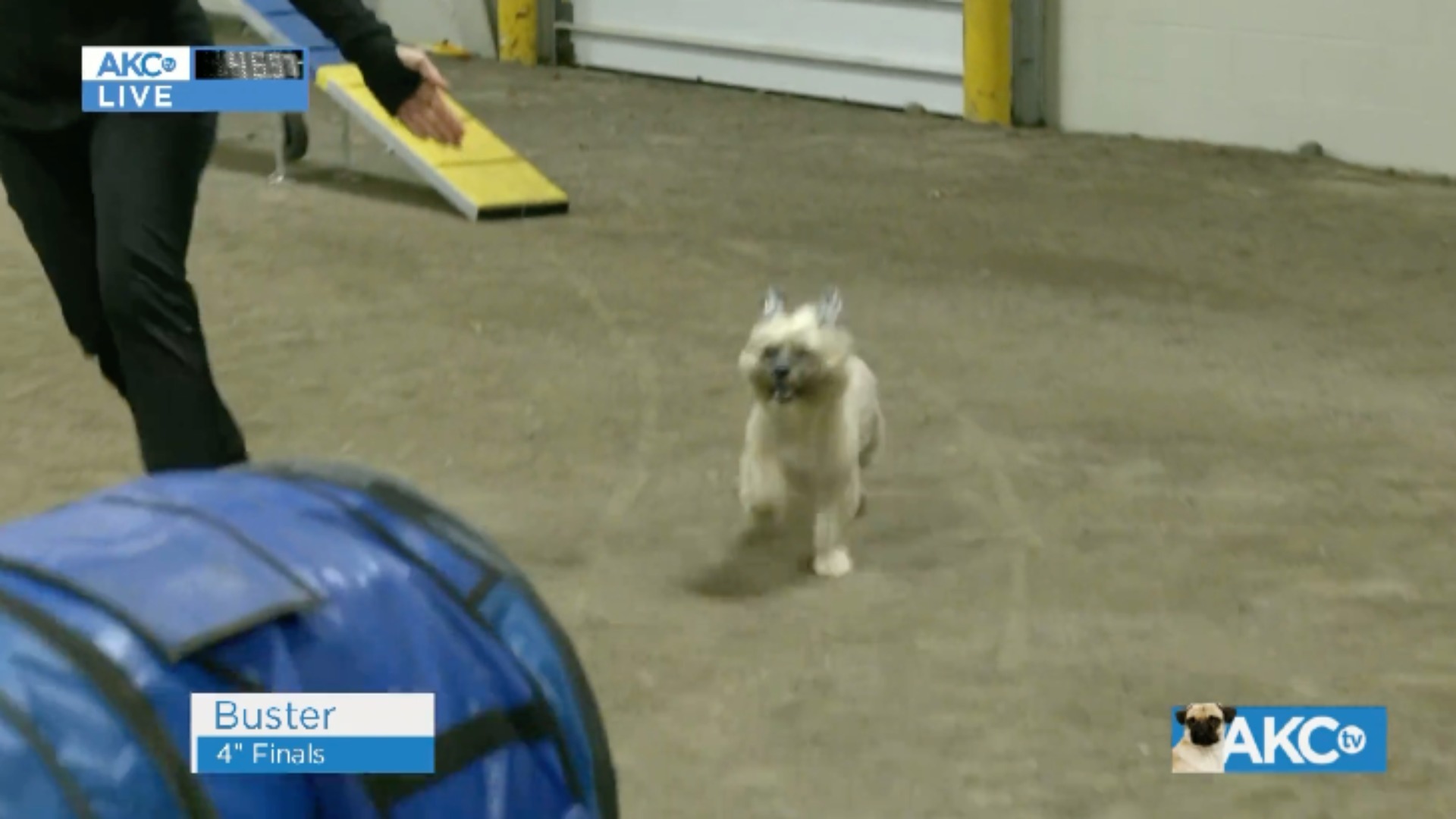 2022 LEAP Agility Club - Full Show | AKC.tv