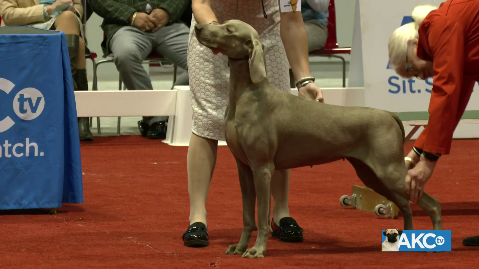 Sporting Group | AKC.tv
