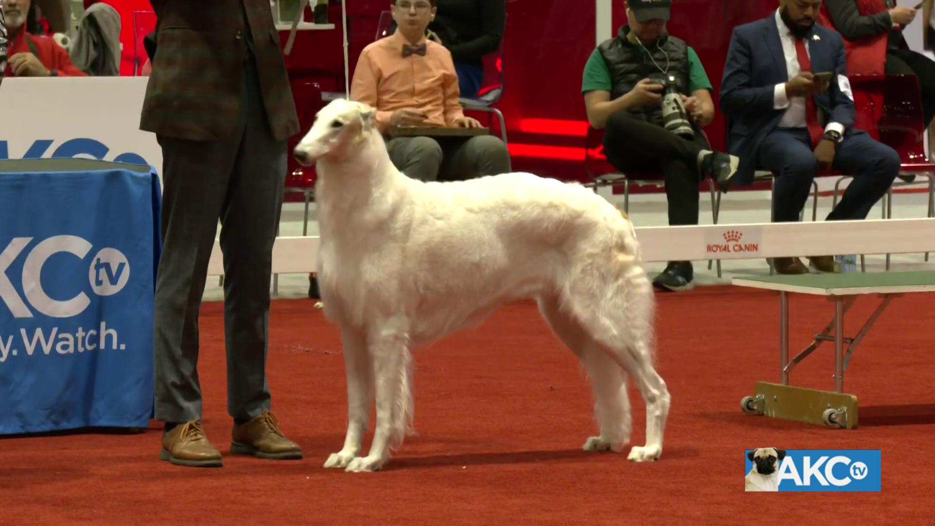 Hound Group | AKC.tv