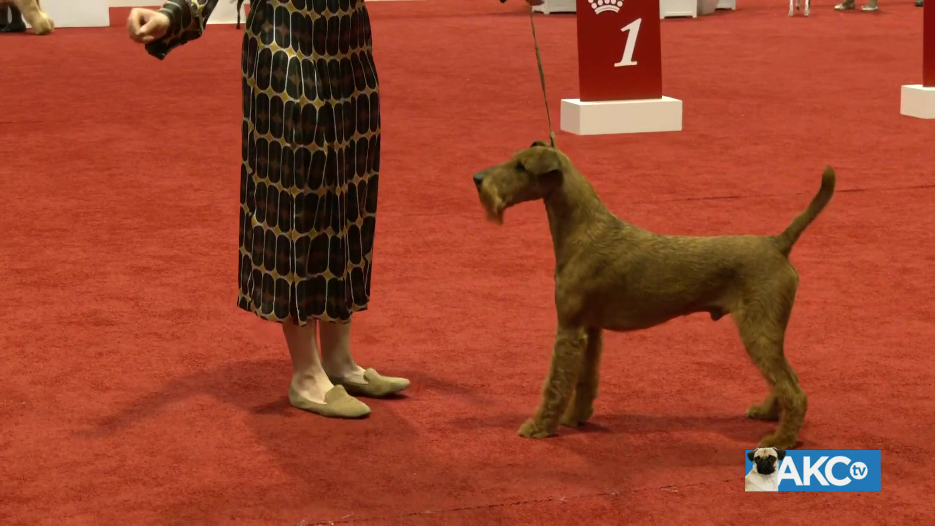 Terrier Group | AKC.tv