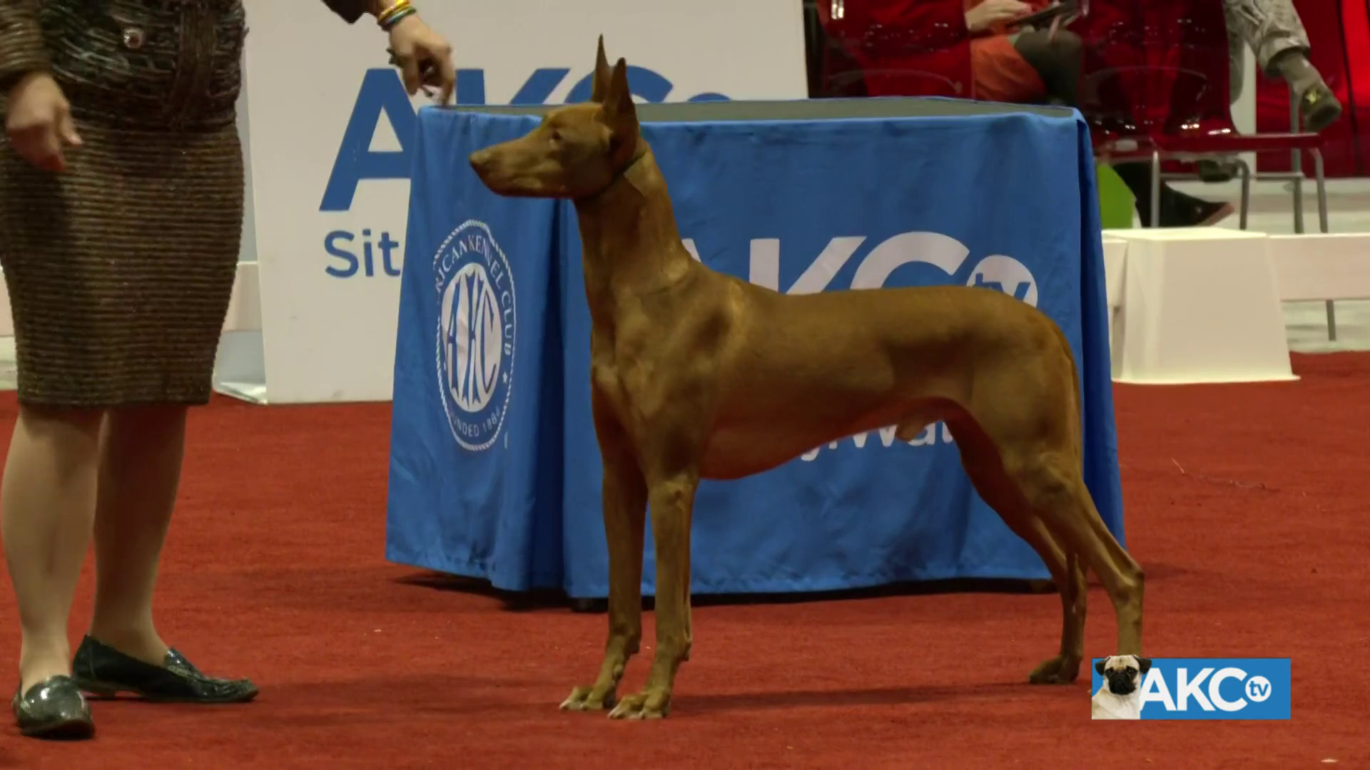 Hound Group | AKC.tv