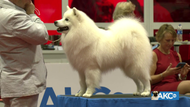 Non-Sporting Group | AKC.tv
