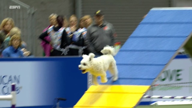 Full Show - 2022 AKC Agility Invitational | AKC.tv
