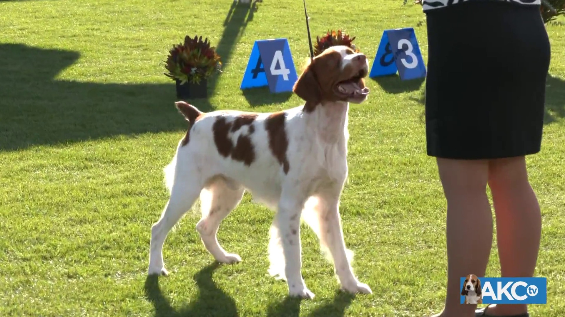 Sporting Group- Saturday | AKC.tv
