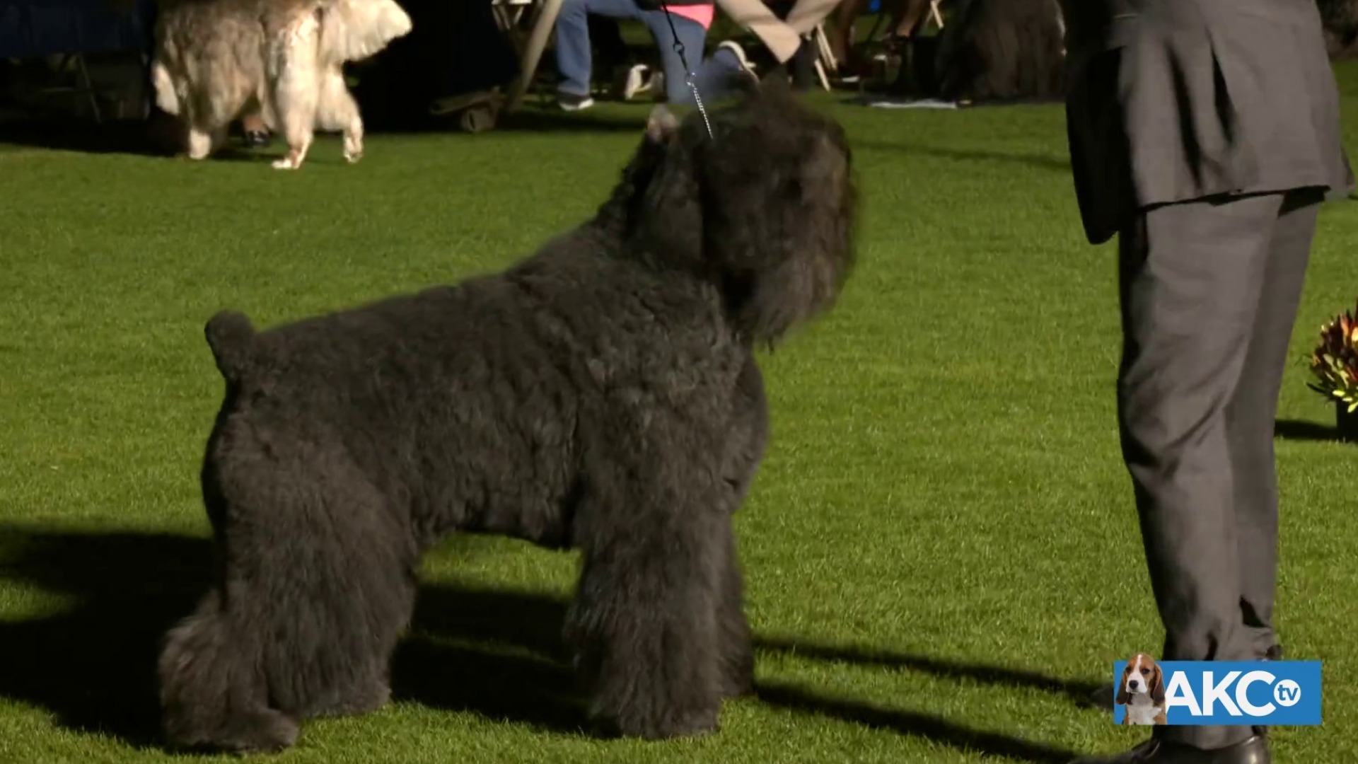 Best in Show - Saturday | AKC.tv