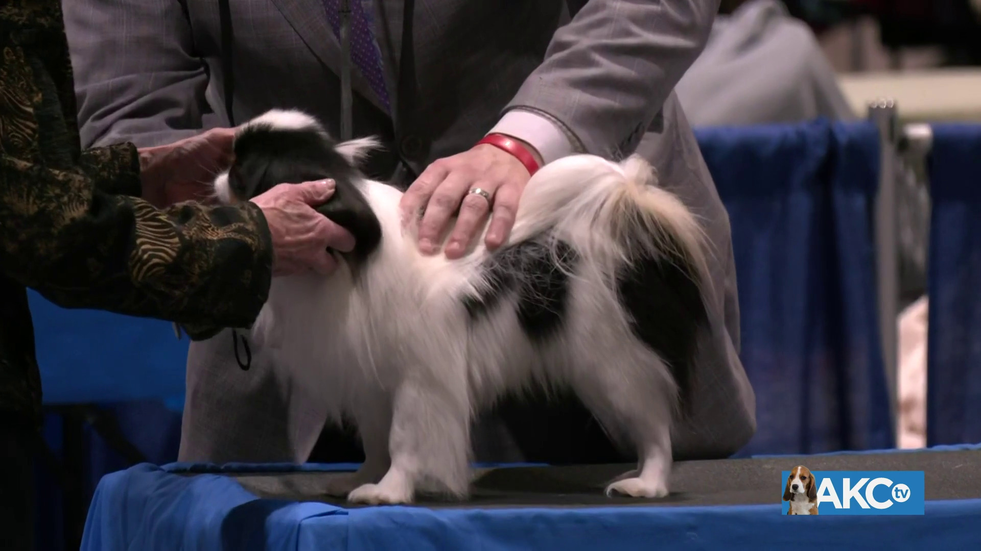 2023 Dog Fanciers Association of Oregon - Full Show | AKC.tv
