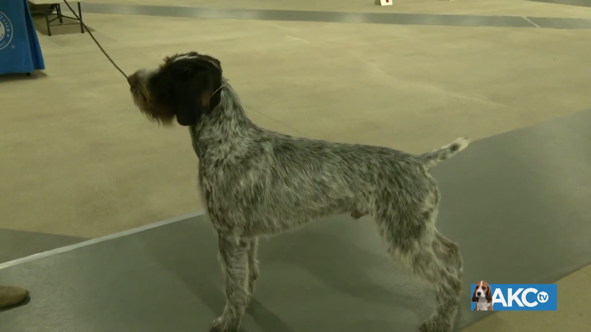 Sporting Group | AKC.tv