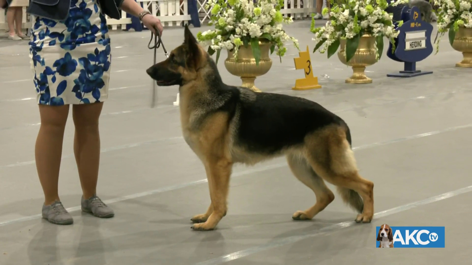 Herding Group | AKC.tv