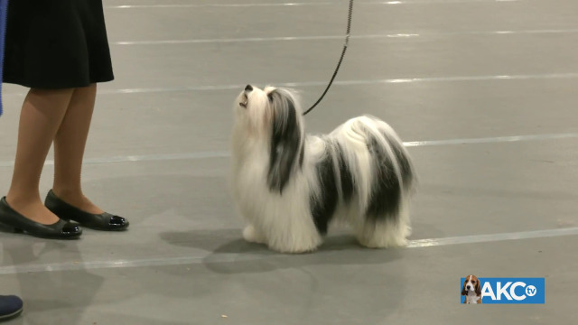 Toy Group | AKC.tv