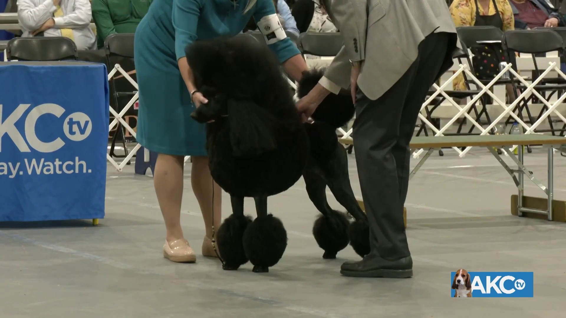 Non-Sporting Group | AKC.tv