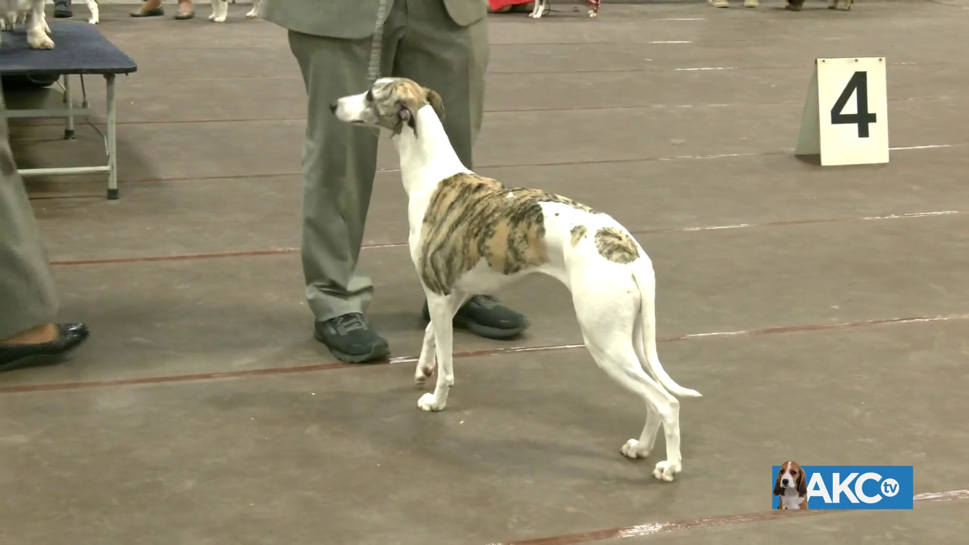 Hound Group | AKC.tv