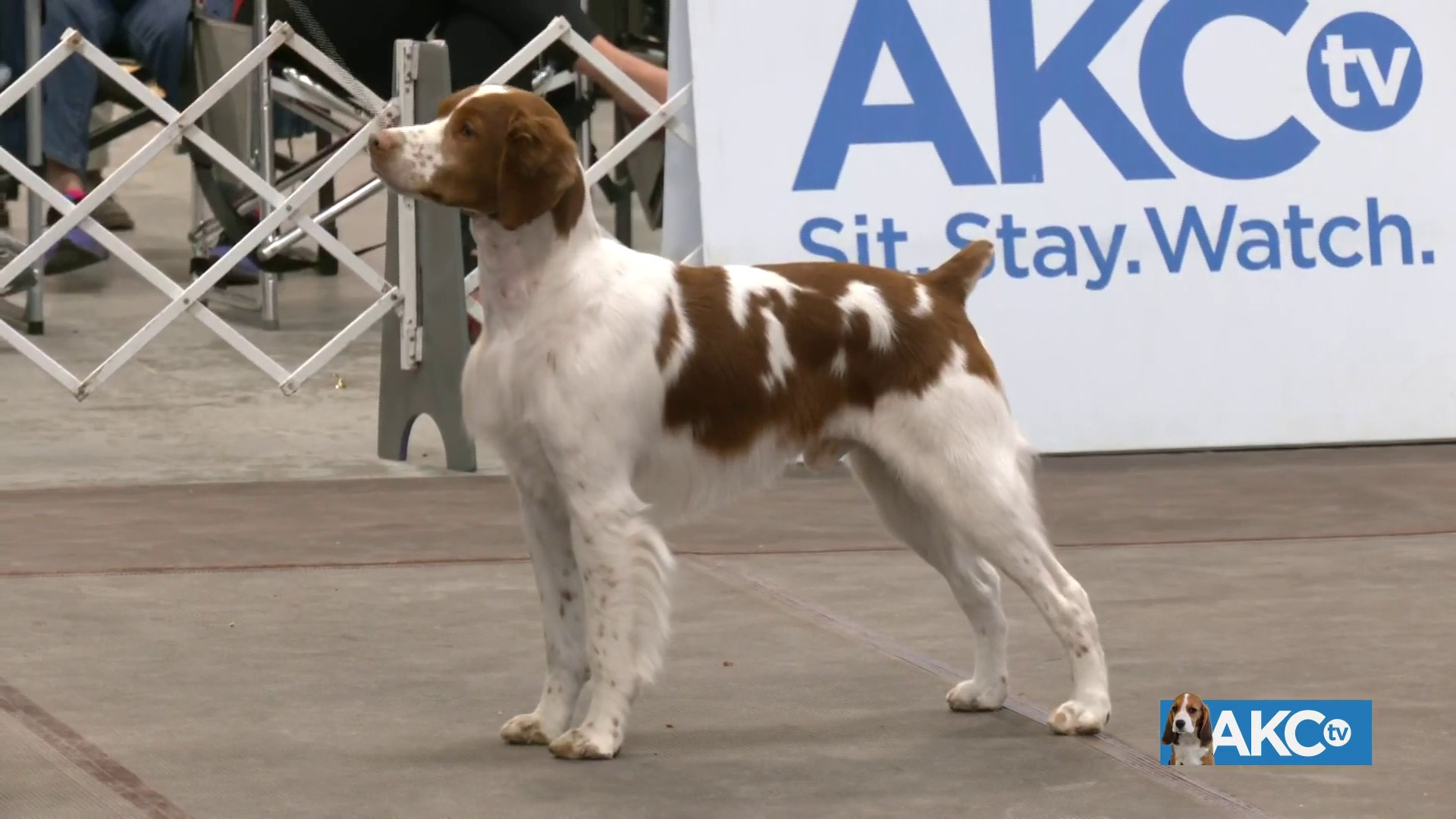 Sporting Group | AKC.tv