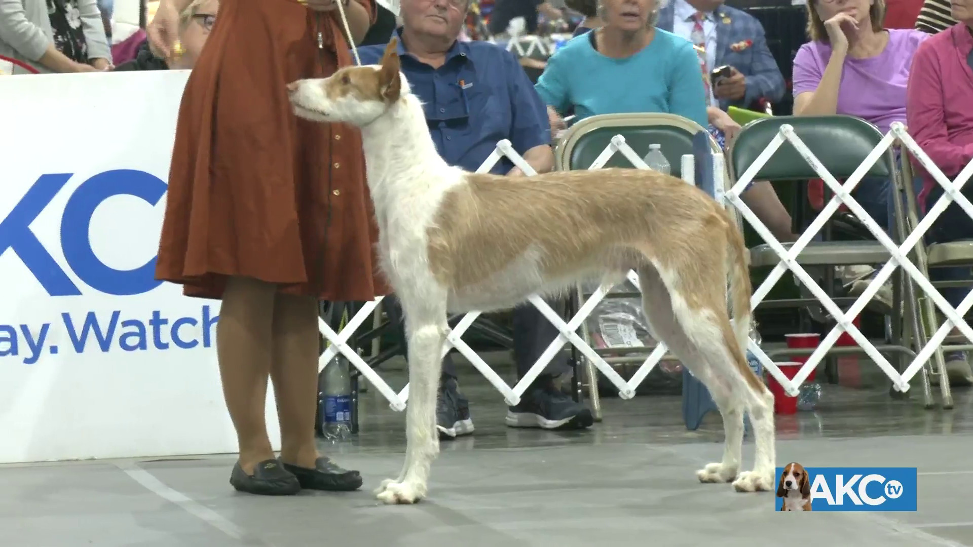 Hound Group | AKC.tv