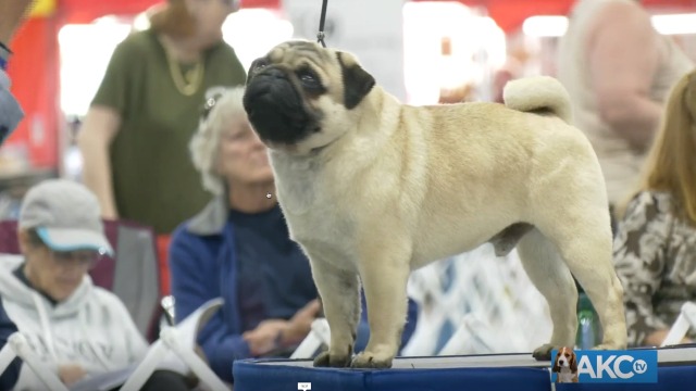 Toy Group | AKC.tv