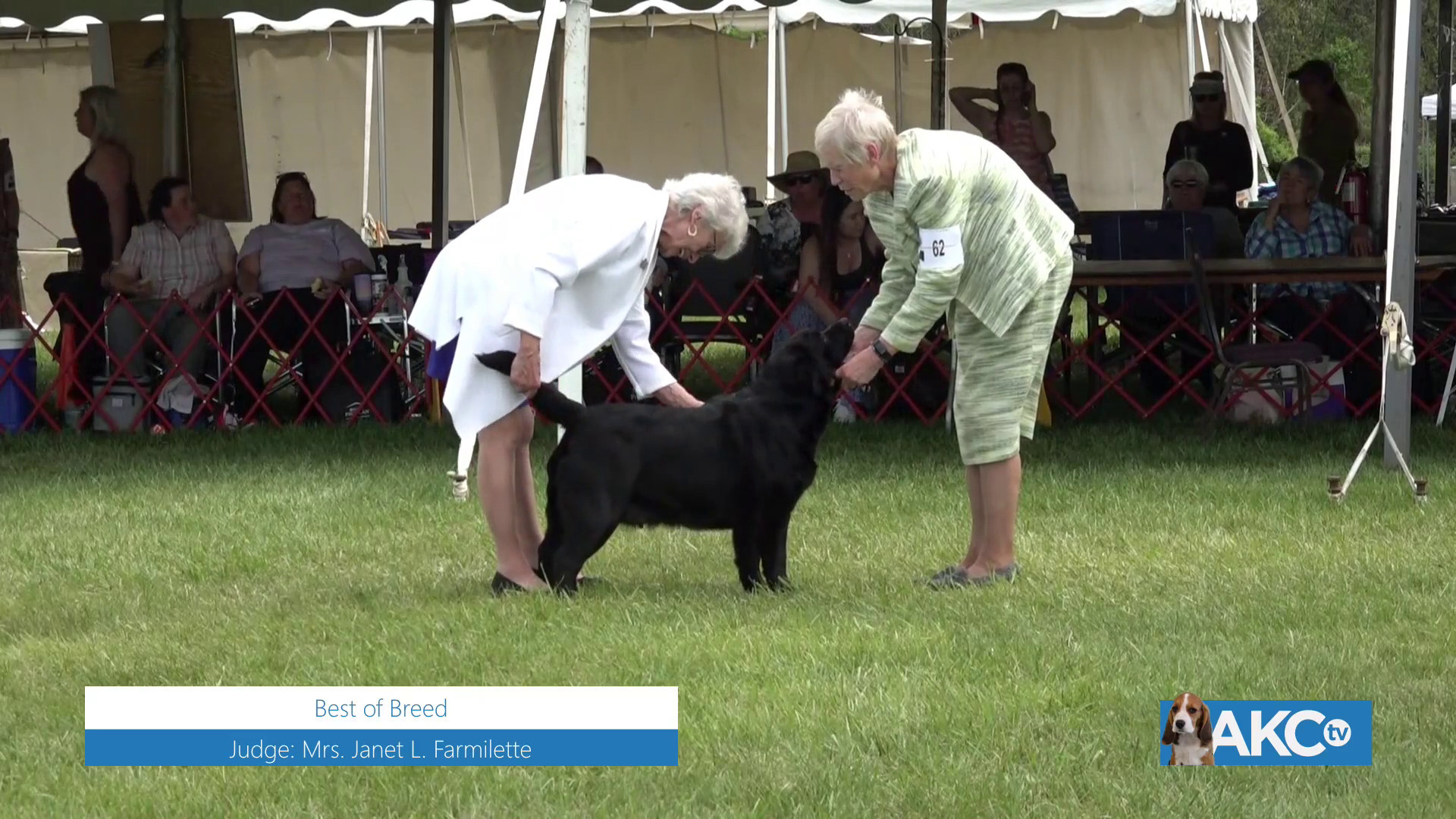 Best of Breed - Part 2 | AKC.tv