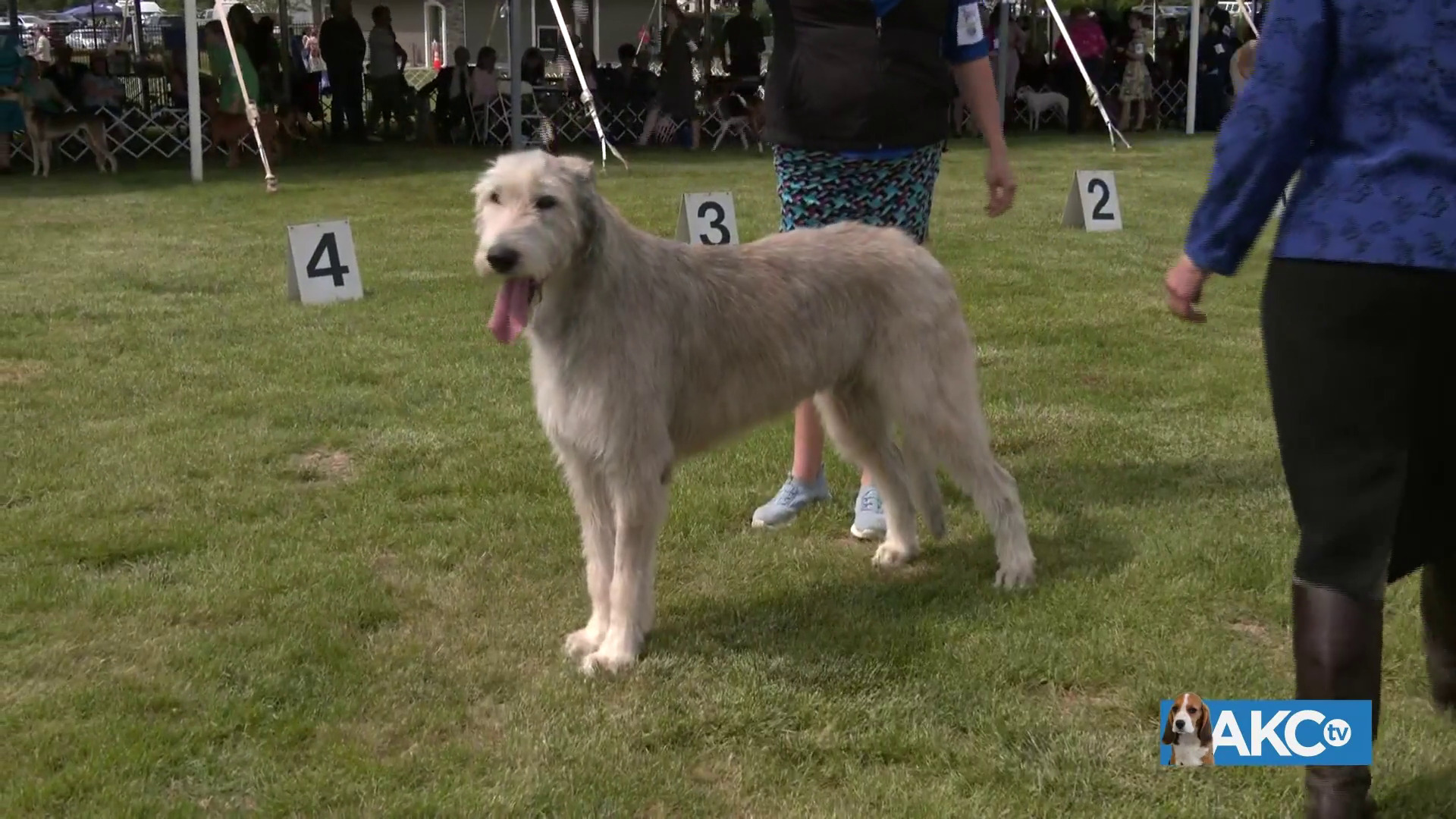 Hound Group | AKC.tv