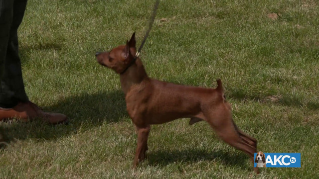 Toy Group | AKC.tv