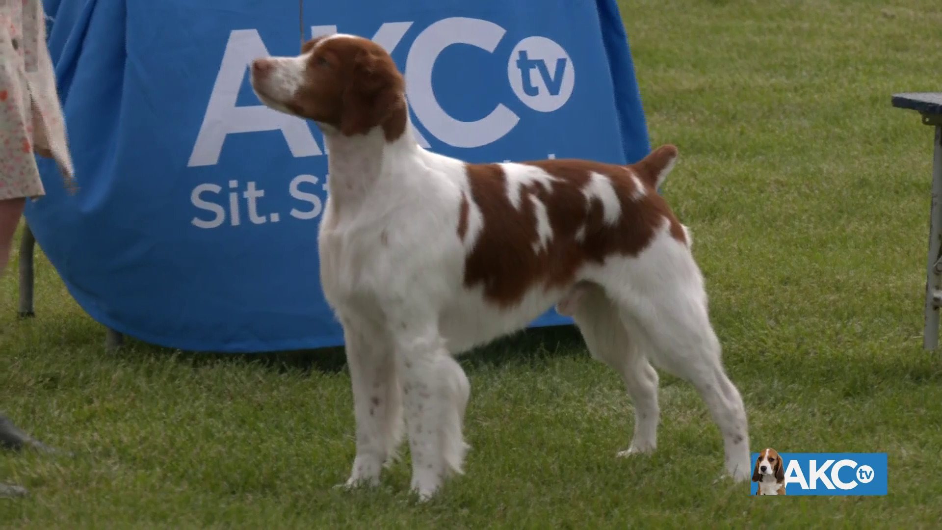 Sporting Group | AKC.tv