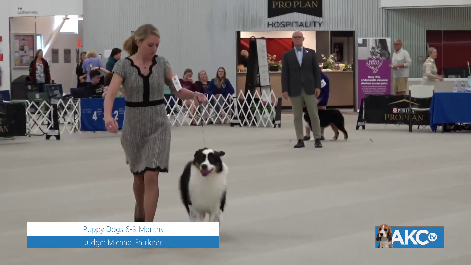Regular Class Dogs | AKC.tv
