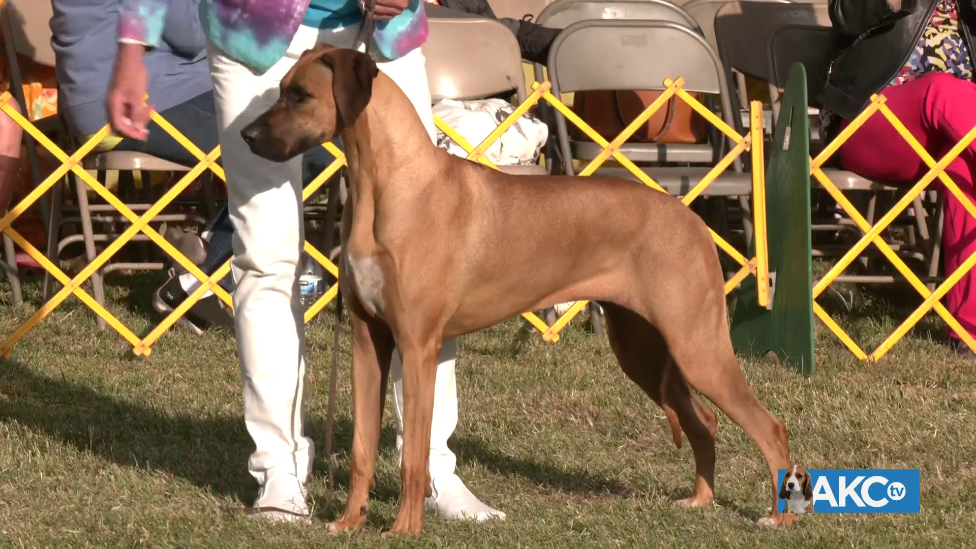 Hound Group - Saturday | AKC.tv