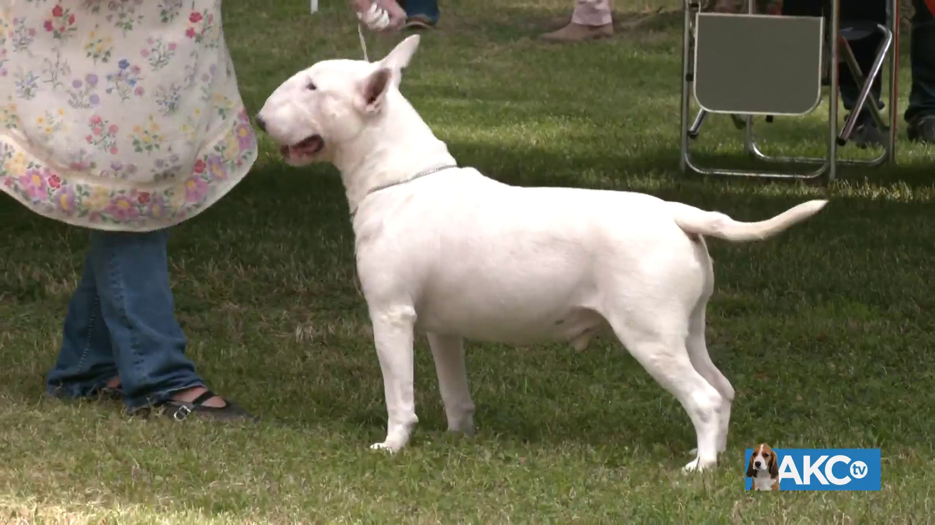Terrier Group - Saturday | AKC.tv