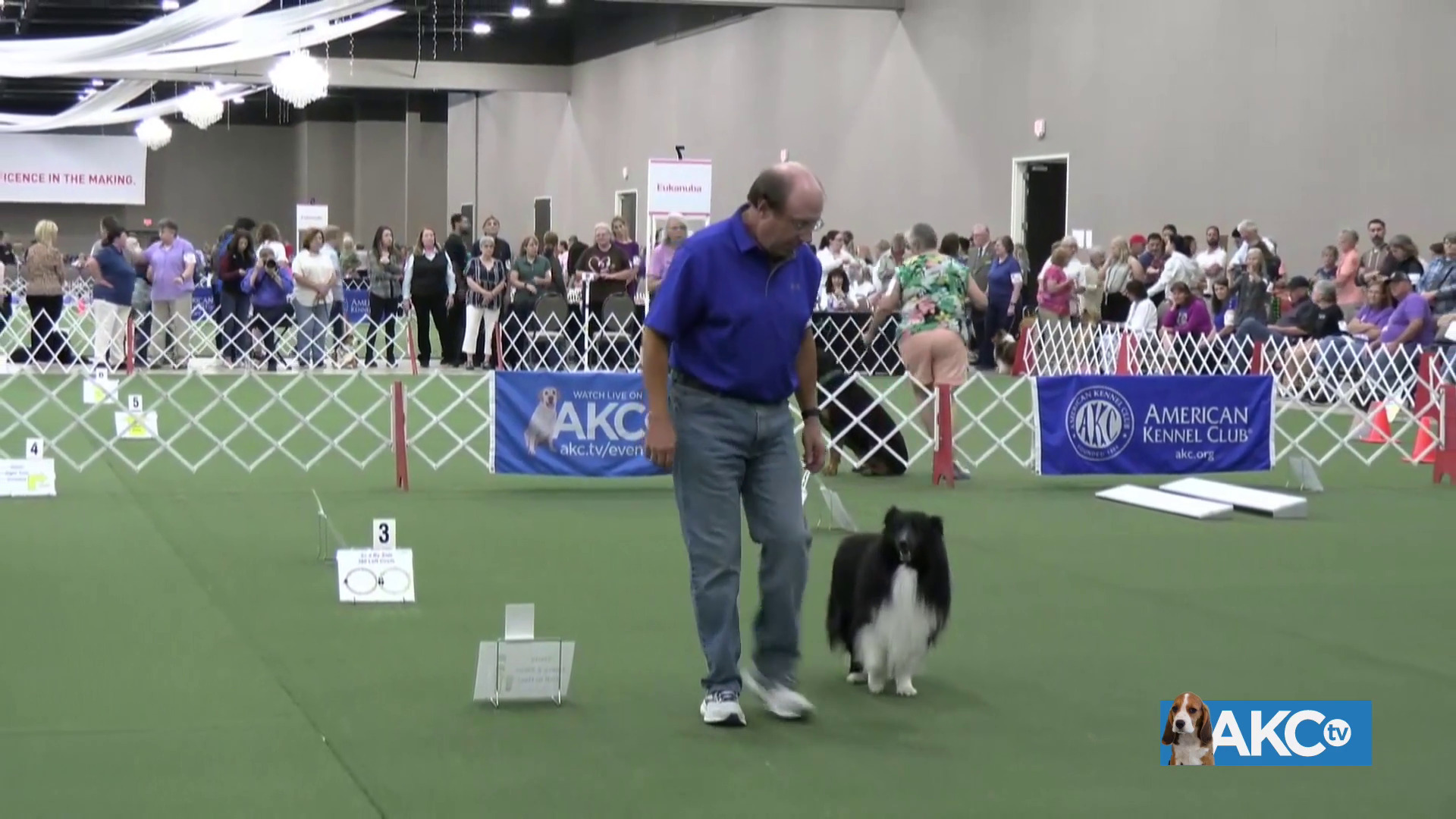 Rally Ring 8 - Friday - Part 1 | AKC.tv