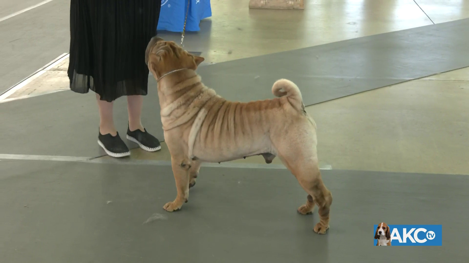 Non-Sporting Group - Friday | AKC.tv