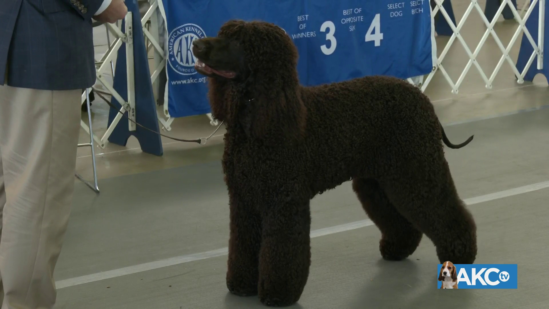 Sporting Group - Saturday | AKC.tv