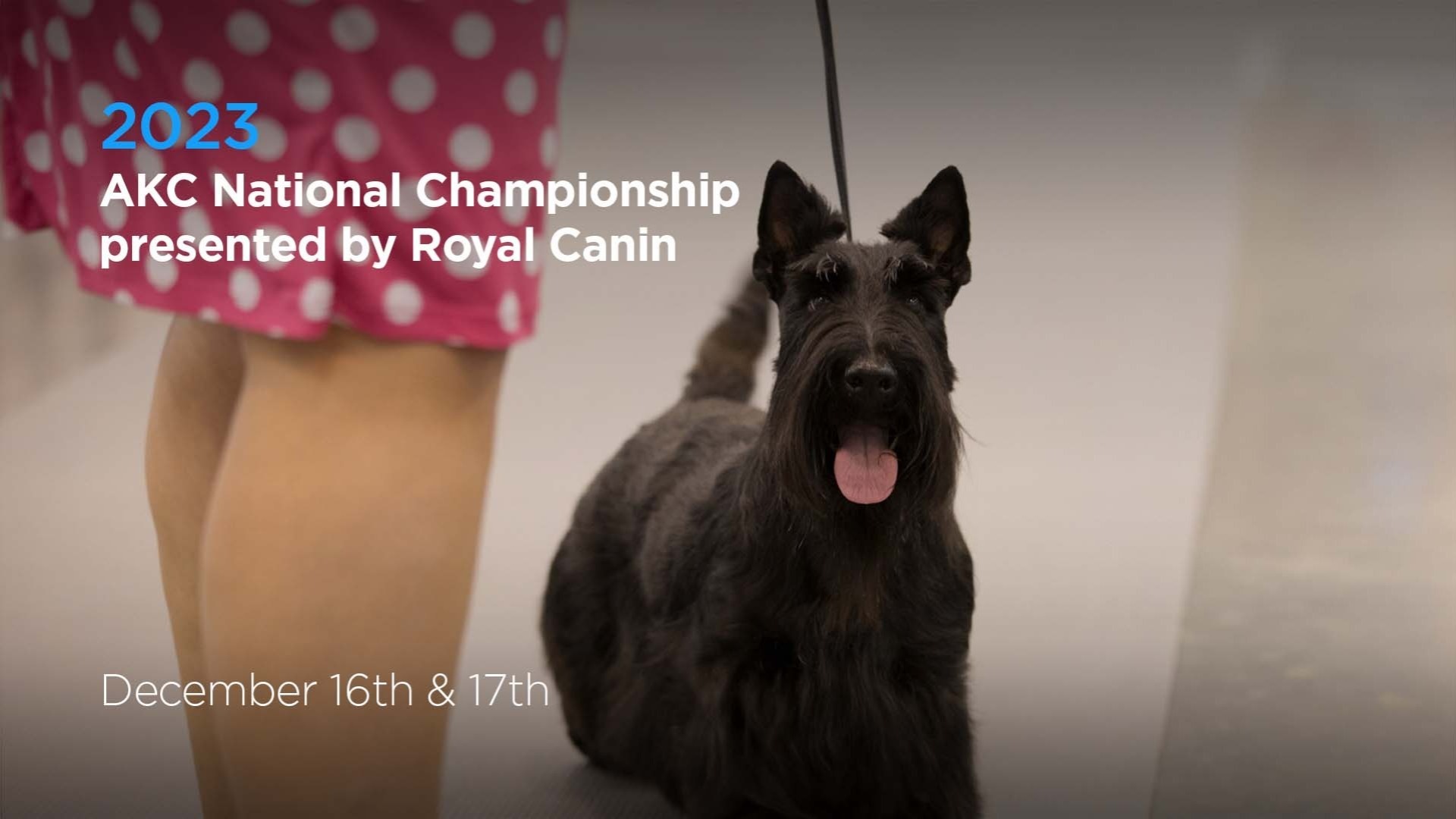 All Dog Videos. All Day. Live on AKC.TV.