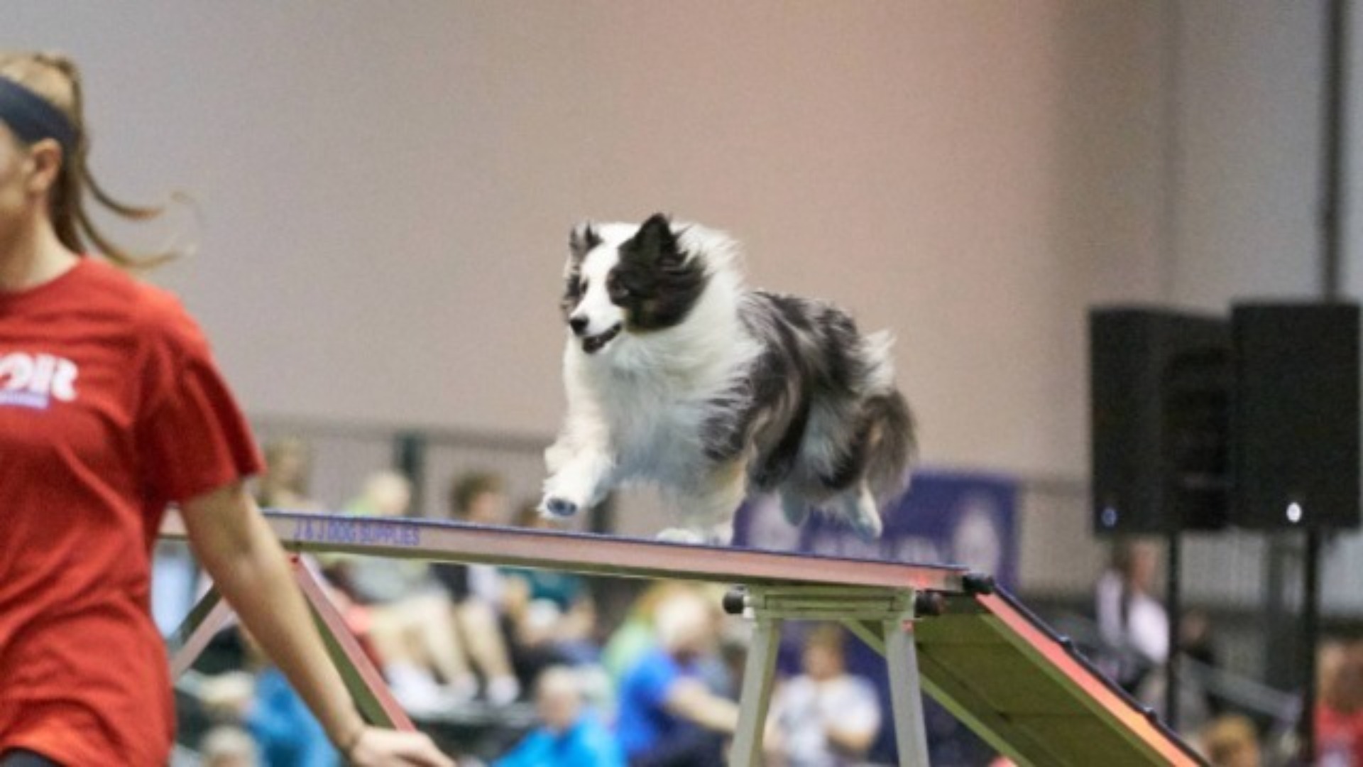 Standard - 2023 Agility Invitational | AKC.tv
