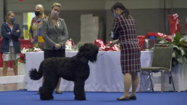 2023 AKC National Championship presented by Royal Canin | AKC.tv
