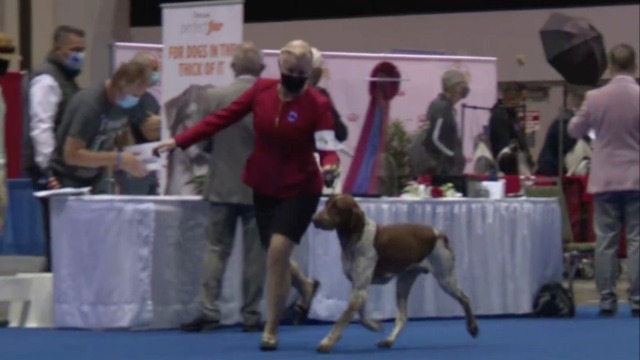 2023 AKC National Championship presented by Royal Canin | AKC.tv