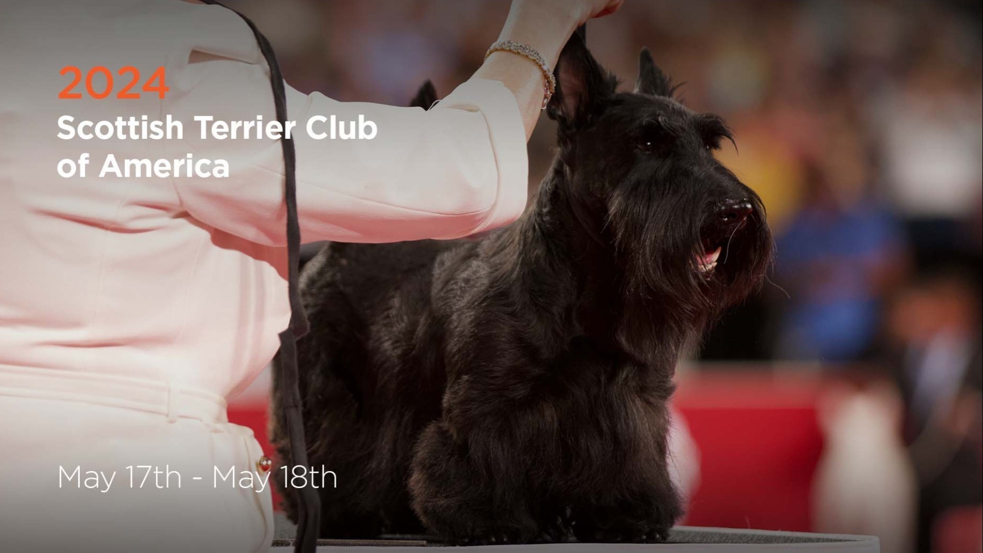 Breed Conformation Classes - Scottish Terrier Club of America | AKC.tv