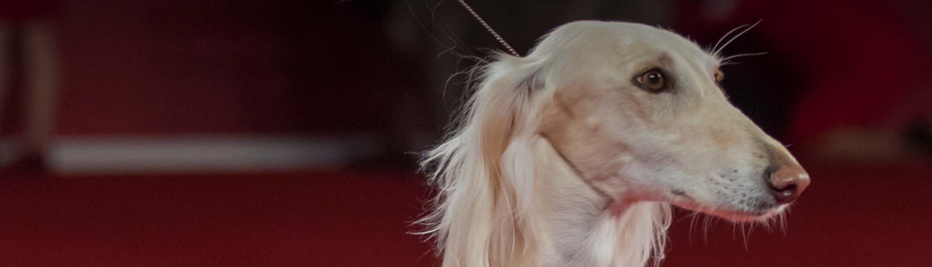 Junior Showmanship | AKC.tv