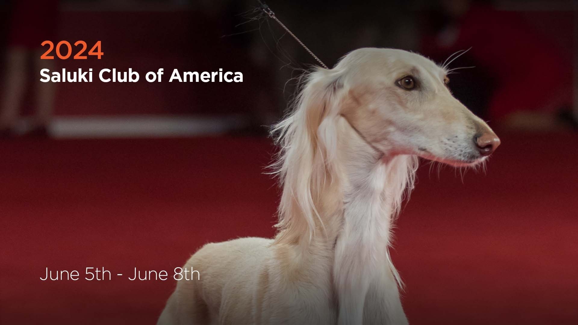 Junior Showmanship | AKC.tv