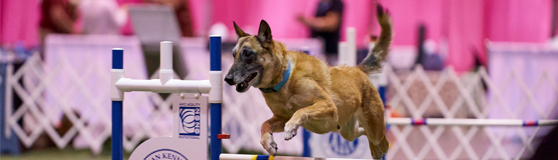 Sunday - AKCNC 2025 | AKC.tv