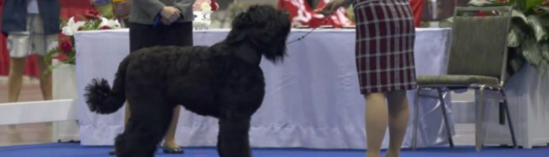 Junior Showmanship | AKC.tv