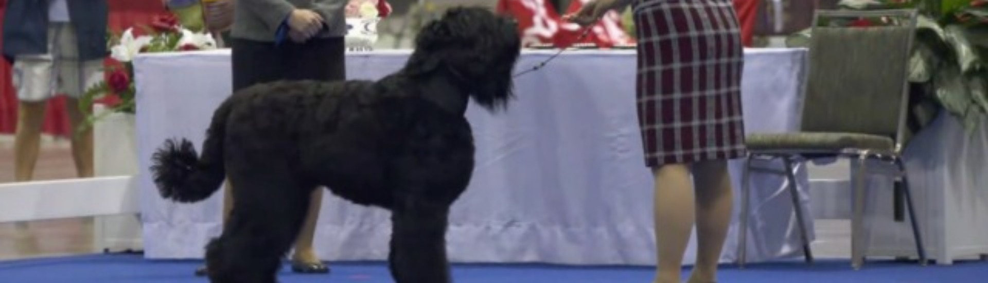 Junior Showmanship | AKC.tv