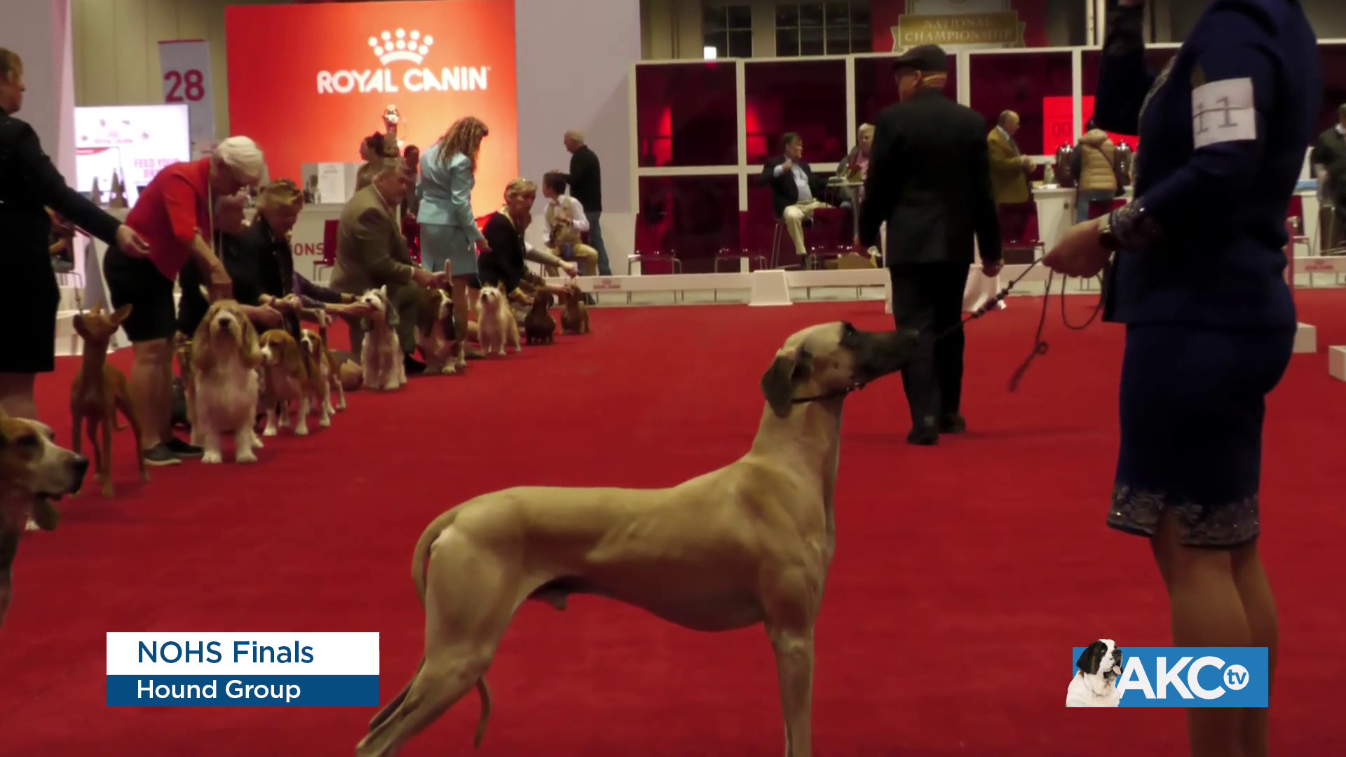 NOHS - Hound Group | AKC.tv