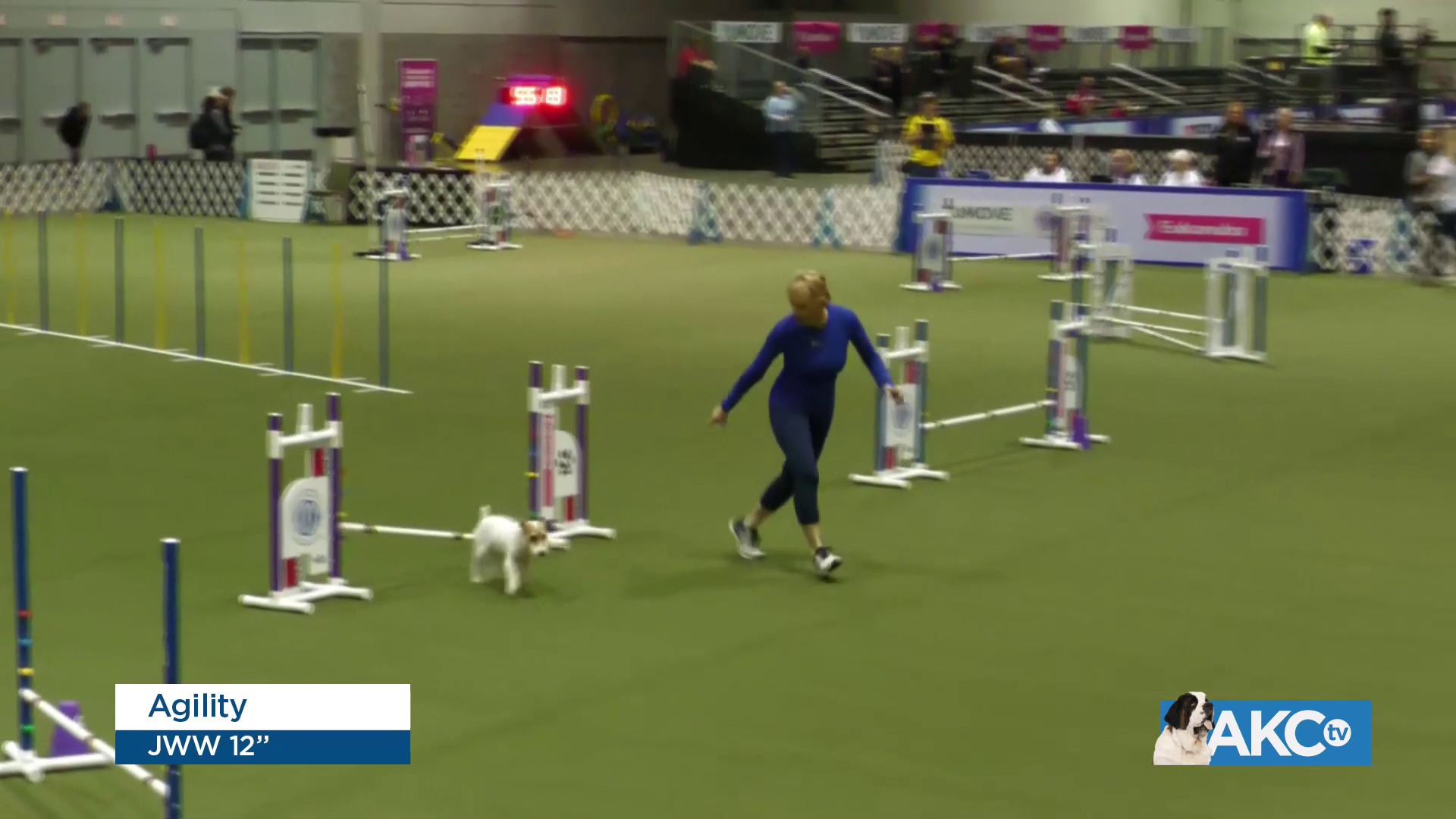 JWW 12 Inch | AKC.tv