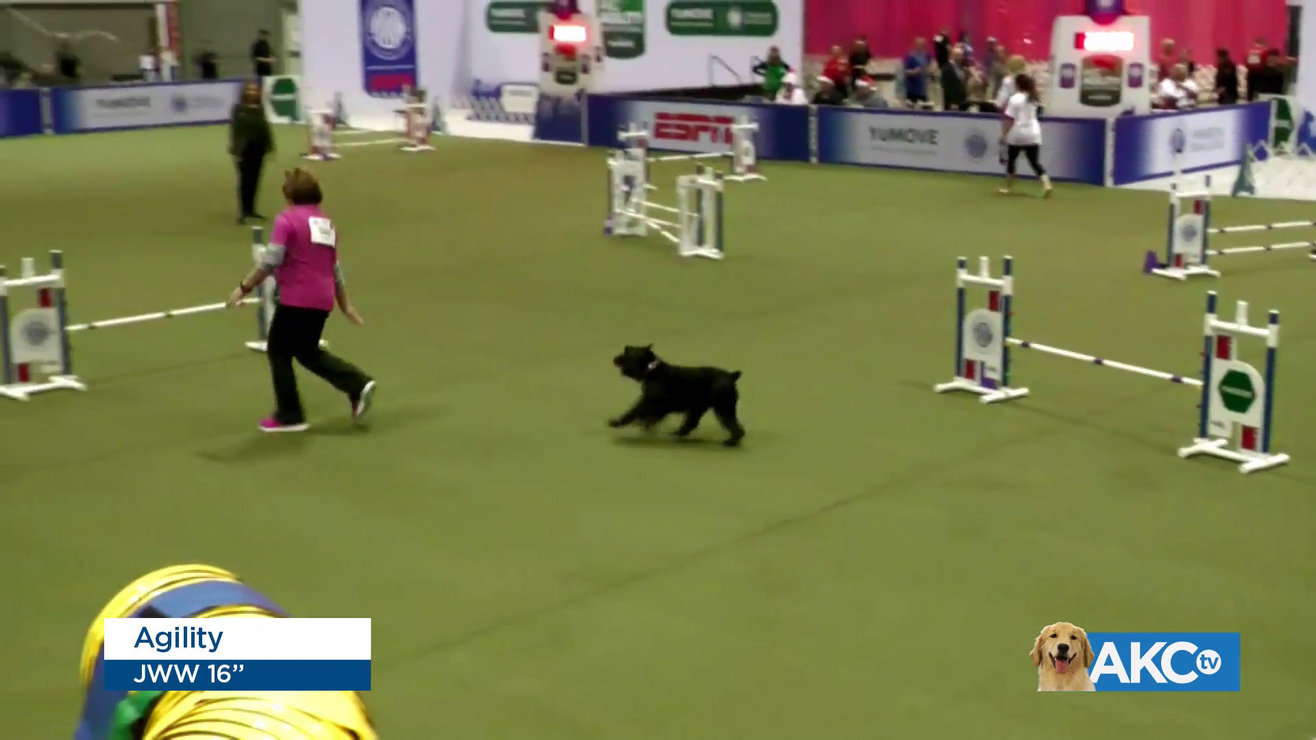 JWW 16 Inch | AKC.tv