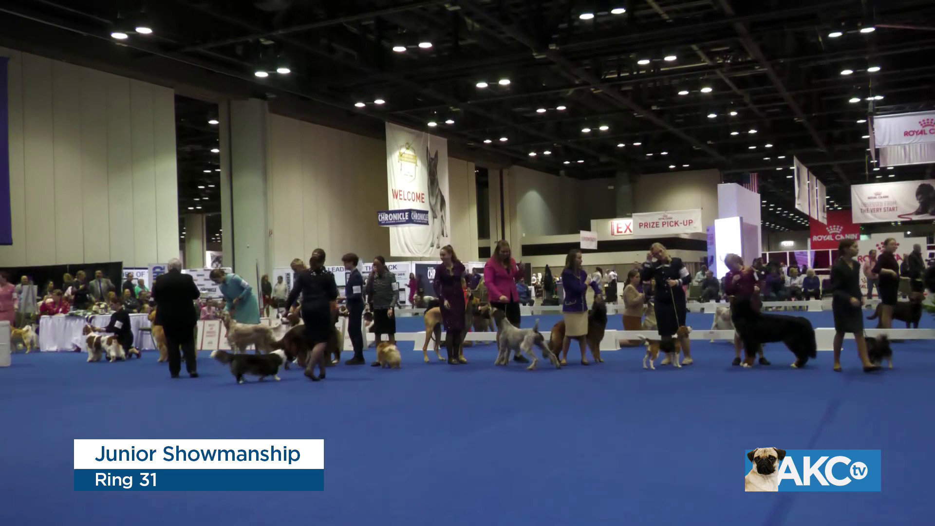 Junior Showmanship Ring 31 | AKC.tv