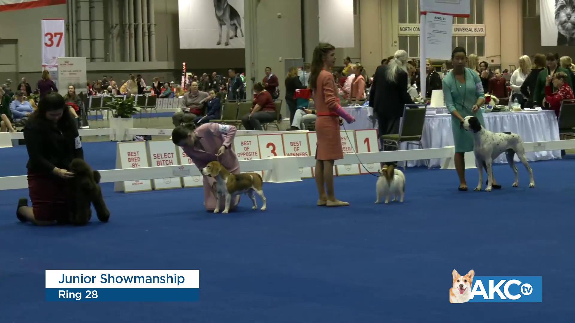 Junior Showmanship Ring 28 | AKC.tv