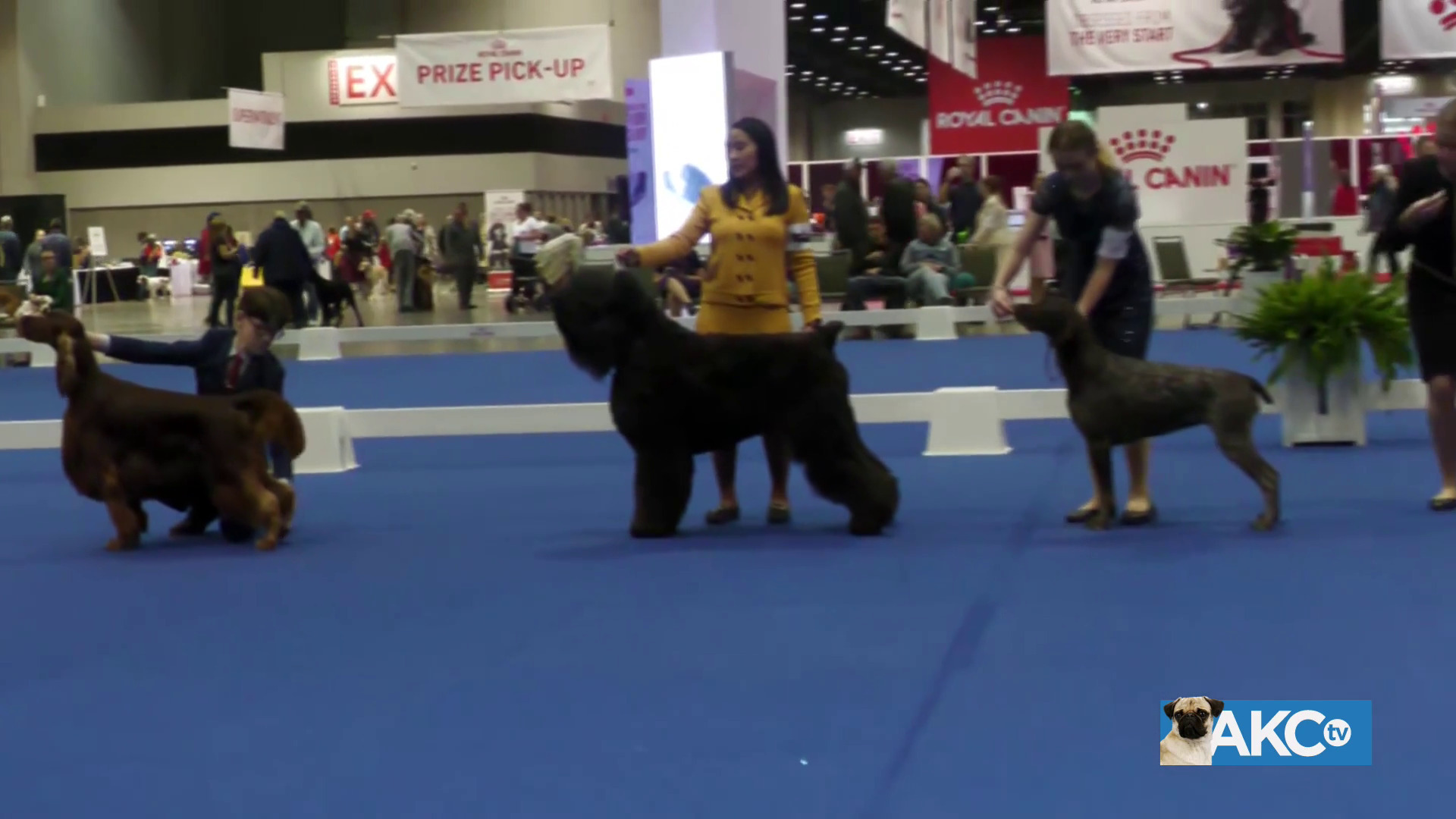 Junior Showmanship Ring 31 - Part 2 | AKC.tv